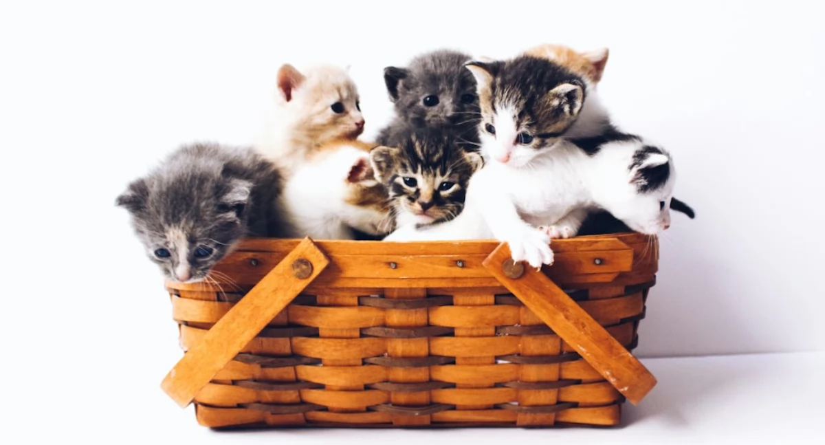 Jakie rasy kotów są najpopularniejsze w Polsce? - wiadomości Sucha ...