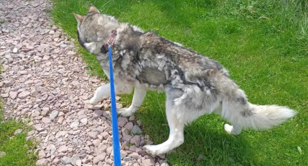 Kolejna interwencja OTOZ Animals: Hektor ocalony - wiadomości Sucha ...