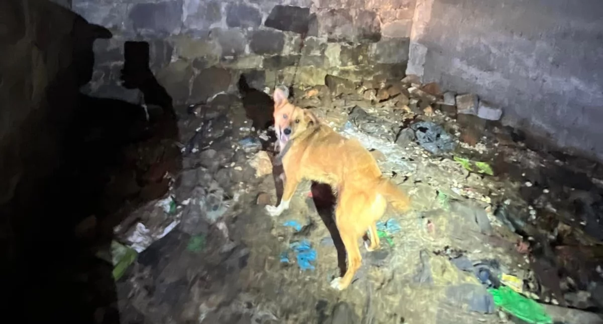 OTOZ Animals ratuje Sarę z piwnicy - wiadomości Sucha Beskidzka