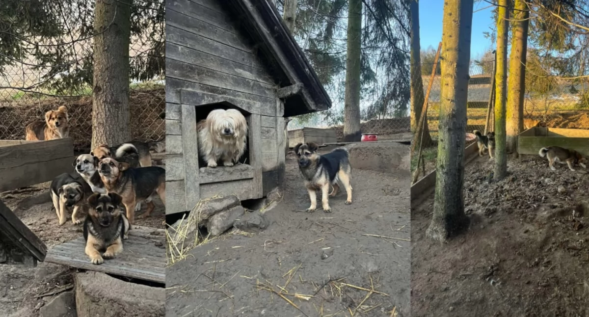 Pilna akcja ratunkowa OTOZ Animals Sucha Beskidzka– poszukiwani ...