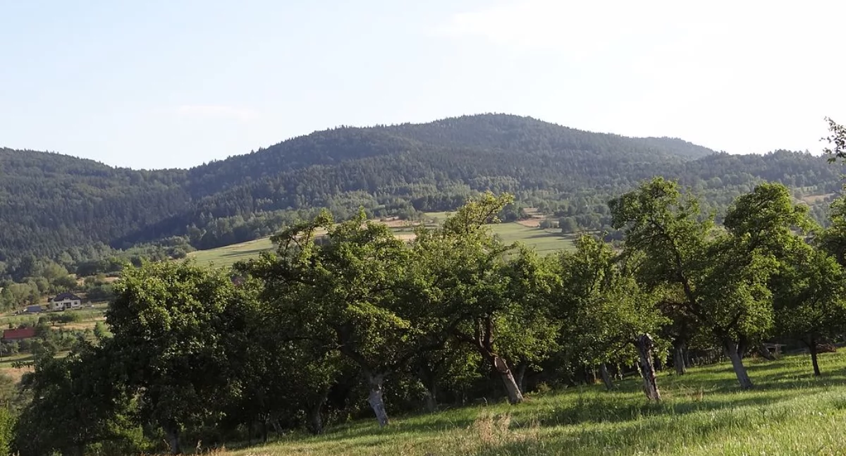 Carchel – ukryty skarb Beskidu Małego. Dlaczego warto tu zajrzeć? - wiadomości Sucha Beskidzka