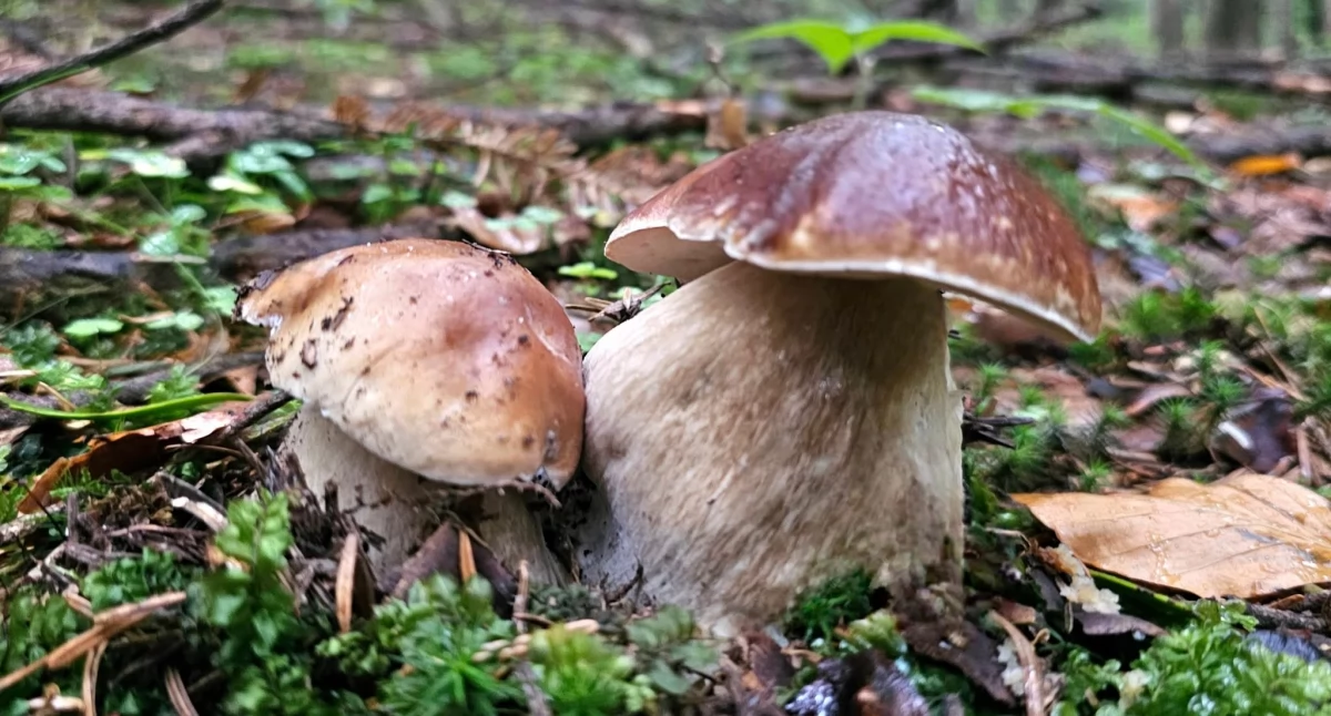 Gdzie na grzyby w Małopolsce? Które kapelusze są najbardziej pożądane podczas grzybiarskich ...